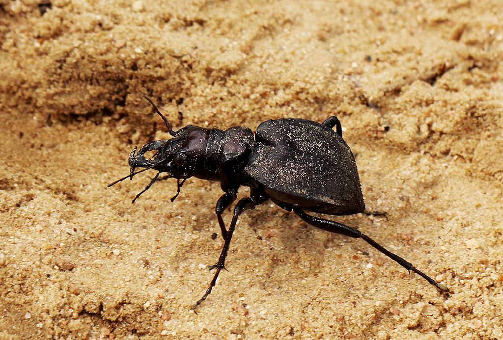 Monster Tiger Beetles from Chesa Forest Reserve, Umguza, Zimbabwe on ...