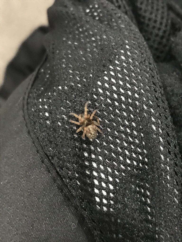 Typical Jumping Spiders from Aoraki/Mount Cook National Park ...