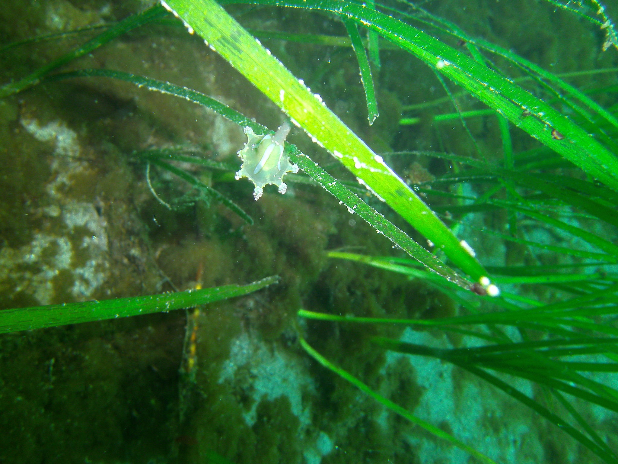 Manania handi Larson & Fautin, 1989