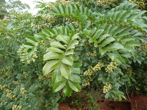 Harrisonia abyssinica · iNaturalist Mexico