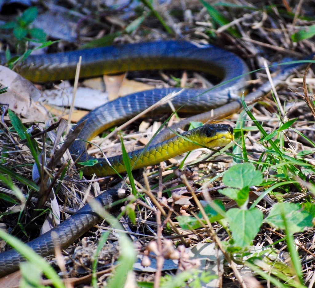 Common Tree Snake (Dendrelaphis punctulatus) - Snakes and Lizards