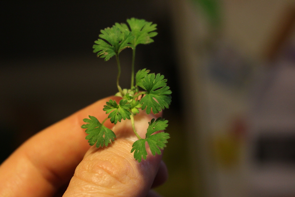 Field Parsley Piert (Alchemilla arvensis) - Botanical Realm