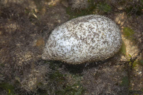 グミモドキ属 (Phyllophorus)