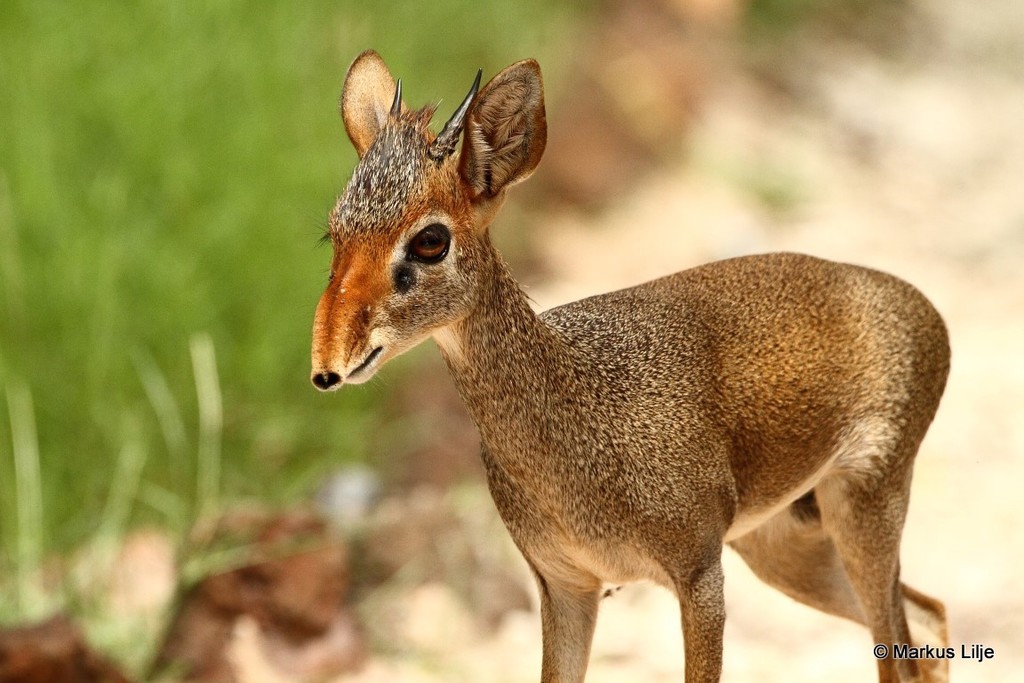 About - Know Your Mammals