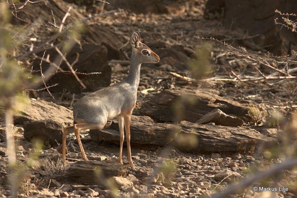 (Madoqua saltiana swaynei) - Know Your Mammals