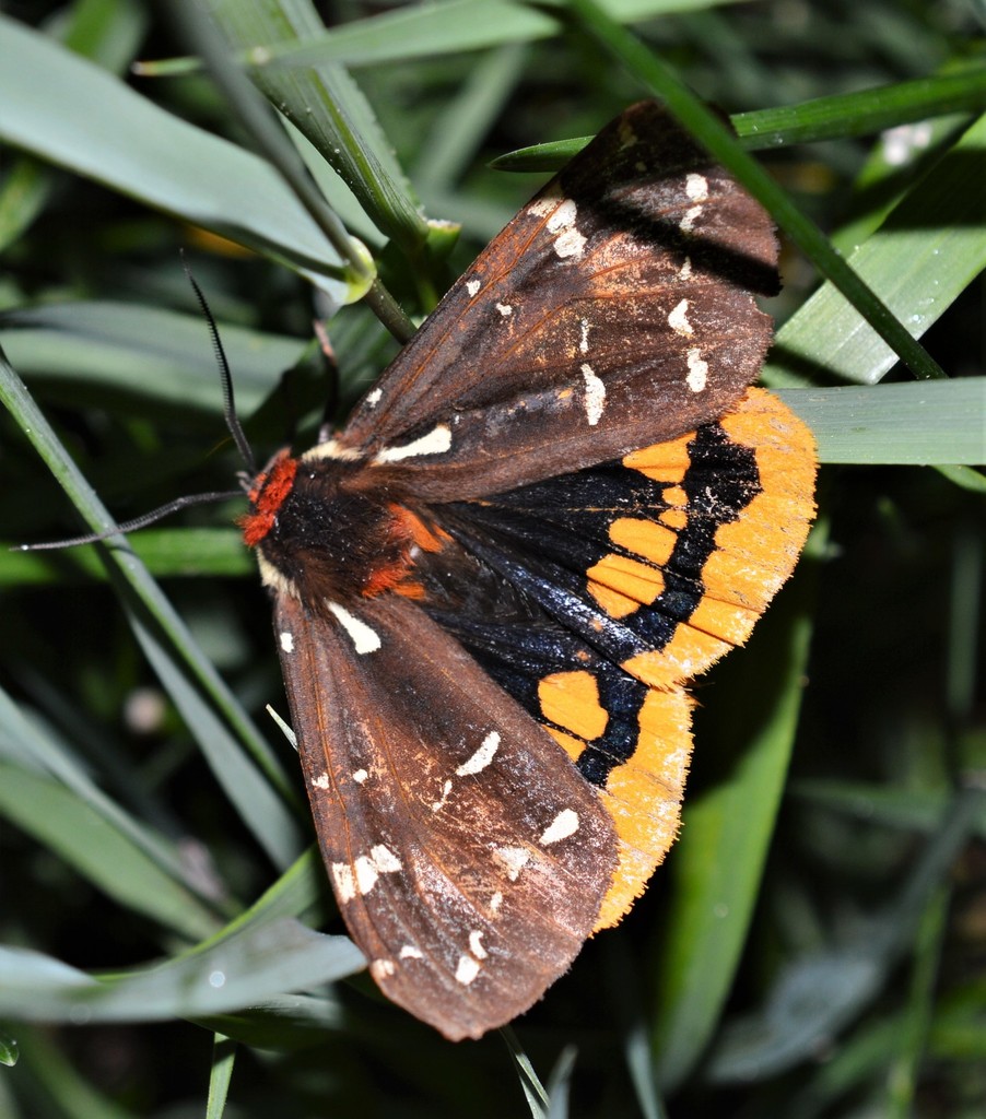 St. Lawrence Tiger Moth from Val-d'Or, QC, Canada on July 06, 2020 at ...