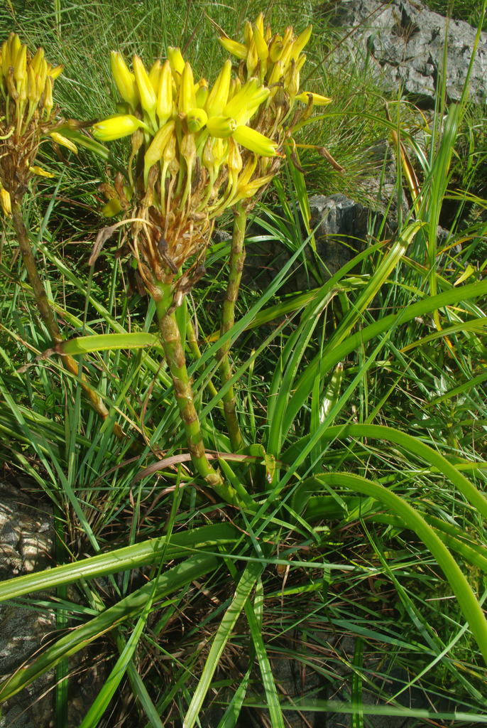 Yellow Barberton Grass Aloe in January 2008 by Linda Loffler · iNaturalist