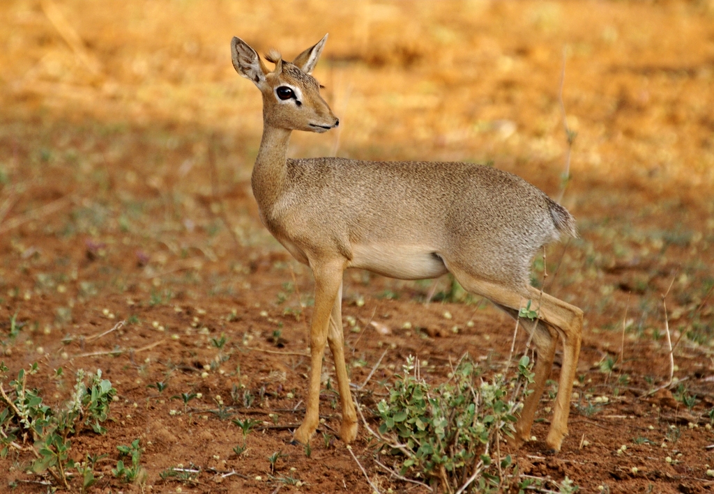 Kirk's Dik-dik (Madoqua kirkii) - Know Your Mammals