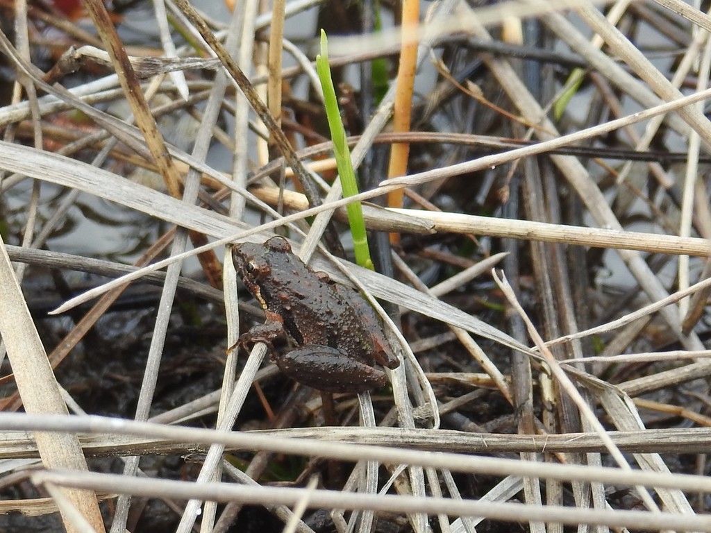 Southern Cricket Frog from Walton County, FL, USA on March 5, 2020 at ...