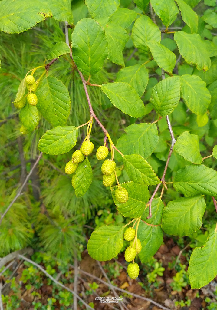siberian alder (Alnus alnobetula fruticosa) - Botanical Realm