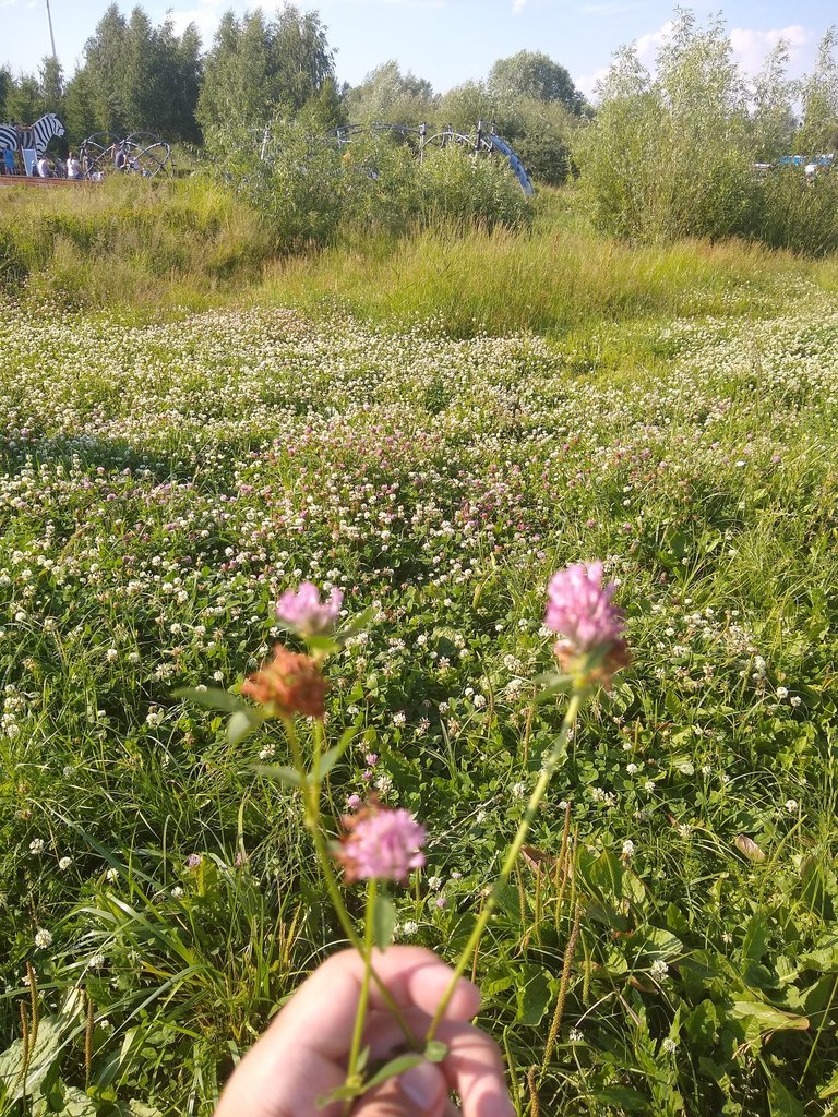 Red Clover from Zarechye, Kazan, Republic of Tatarstan, Rusia on July 4 ...