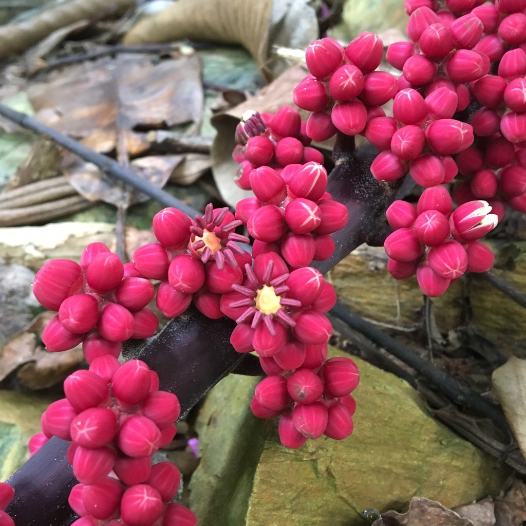 Australian Umbrella Tree in March 2017 by Angel · iNaturalist