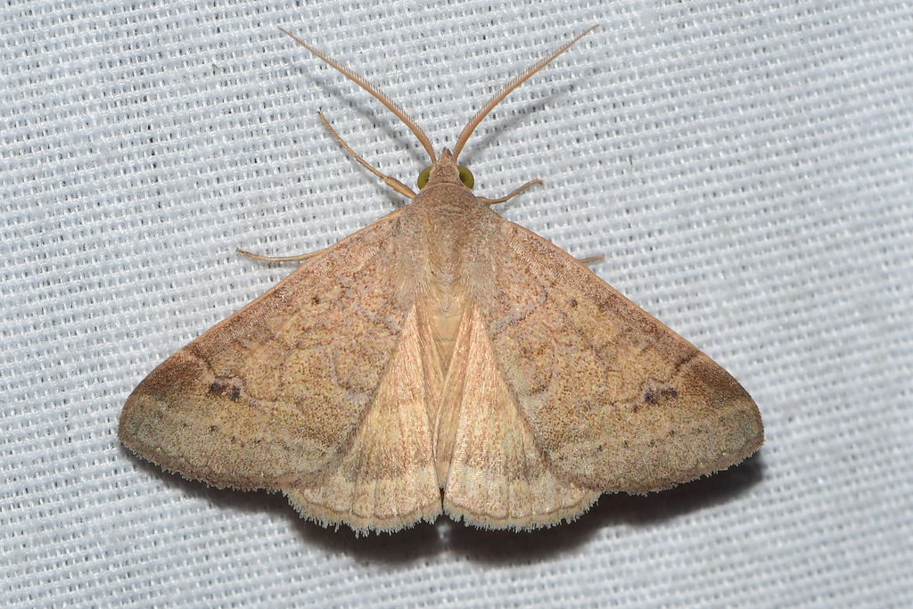 Vetch Looper Moth (WNC Moths) · iNaturalist