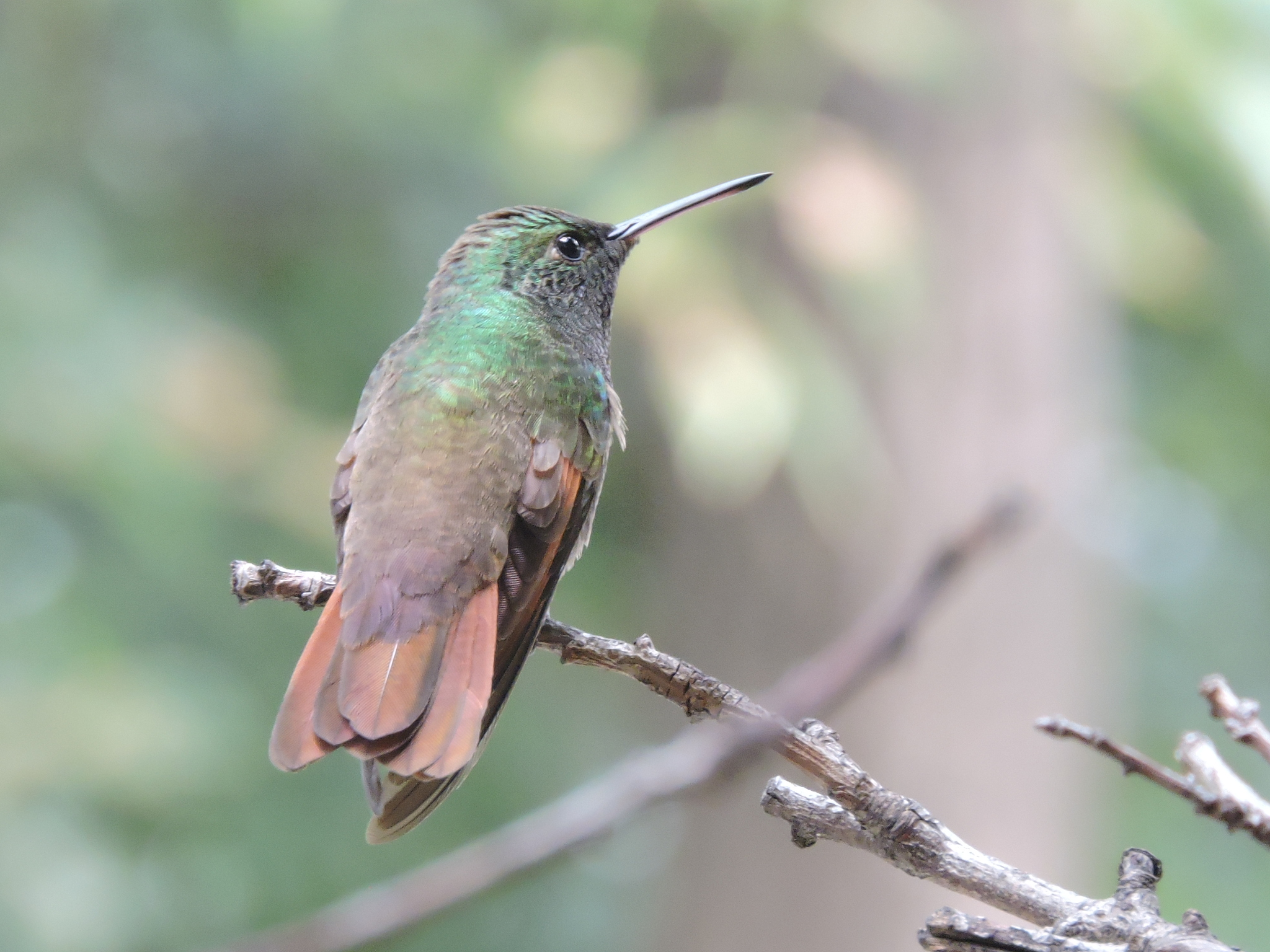 Berylline Hummingbird Range