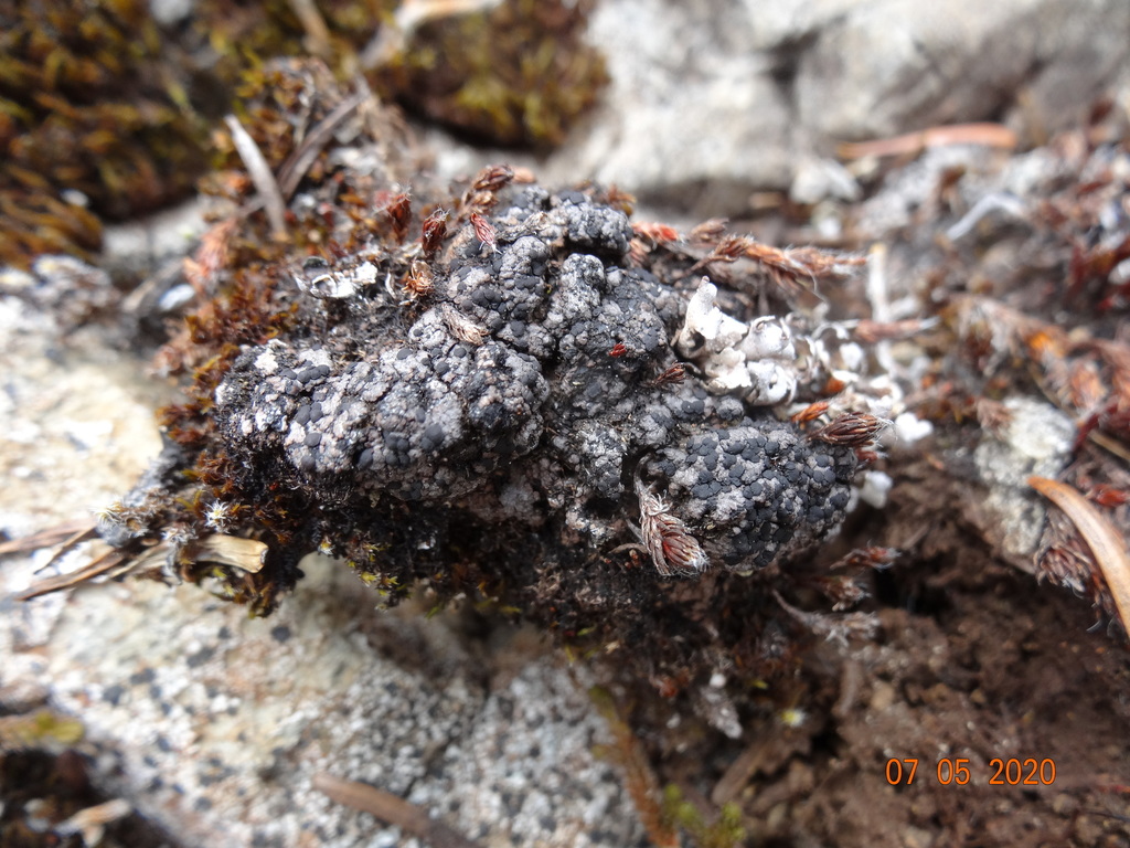 Brown Earth-crust Lichen (Terricolous Lichens of the Ordino Valley ...