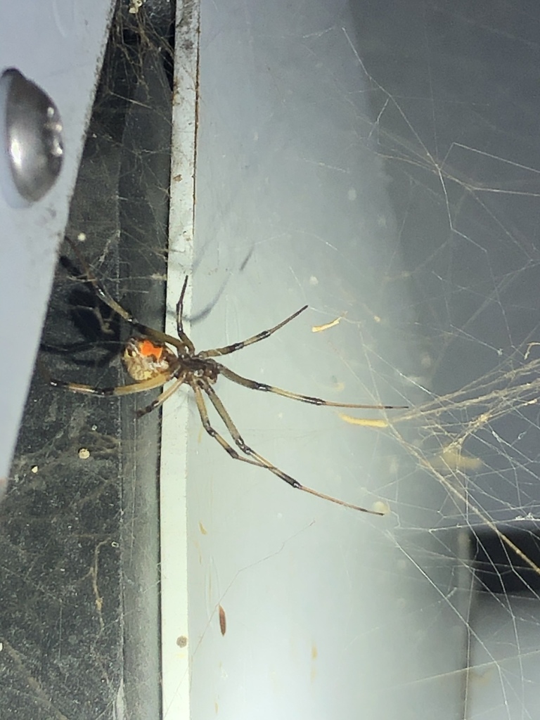 Brown Widow from Rice University, Houston, TX, US on July 05, 2020 at ...