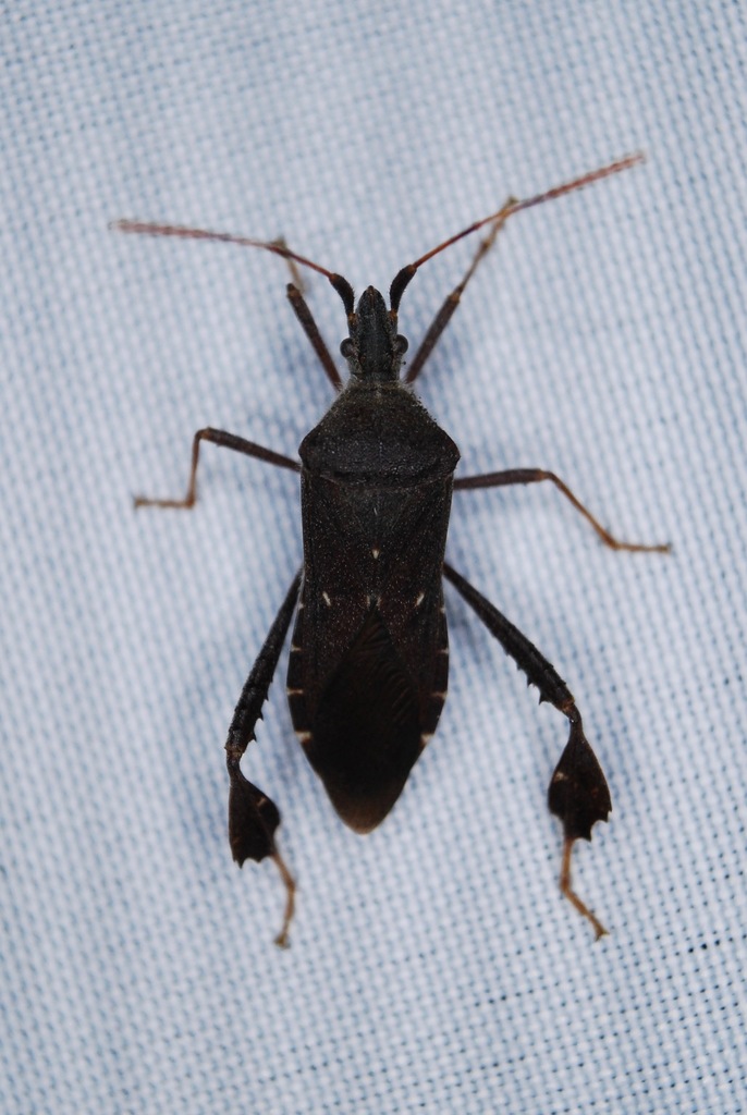 Northern Leaf-footed Bug from 10608 Forestgate Pl, Glenn Dale, MD 20769 ...