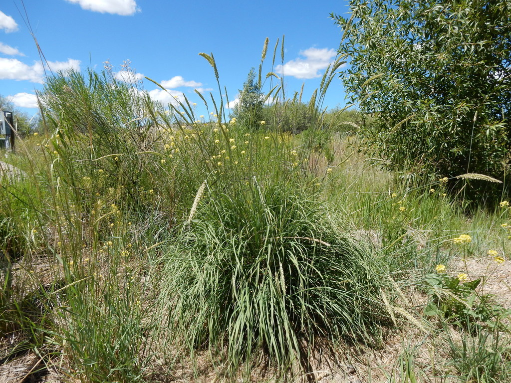 Russian Wildrye (PSJU3) (OCTC Flora Guide) · iNaturalist