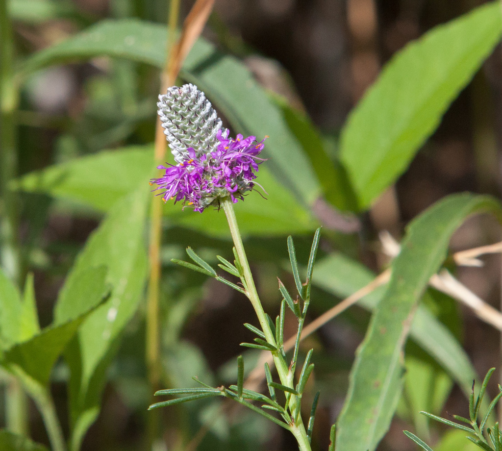 purple prairie clover from Southwest Arlington, Arlington, TX, USA on ...