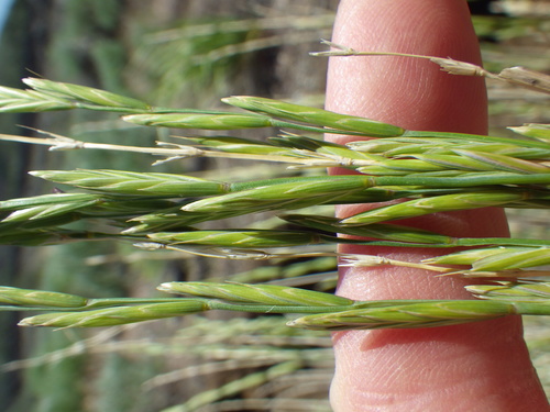 Bluebunch Wheatgrass (PSSP) (OCTC Flora Guide) · iNaturalist