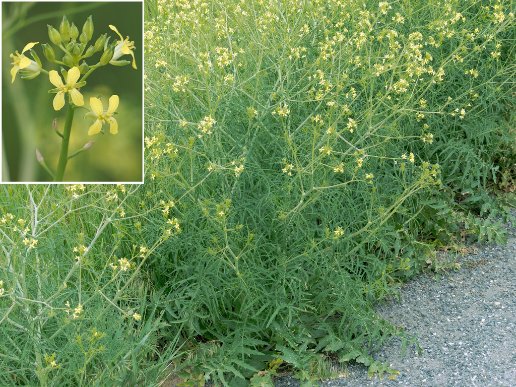 tumble mustard (SIAL2) (OCTC Flora Guide) · iNaturalist