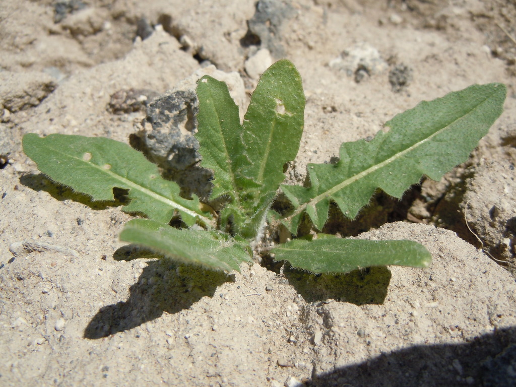 tumble mustard (SIAL2) (OCTC Flora Guide) · iNaturalist