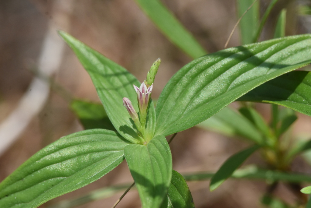 Pink Weed from Miami-Dade, Florida, United States on July 5, 2020 at 02 ...