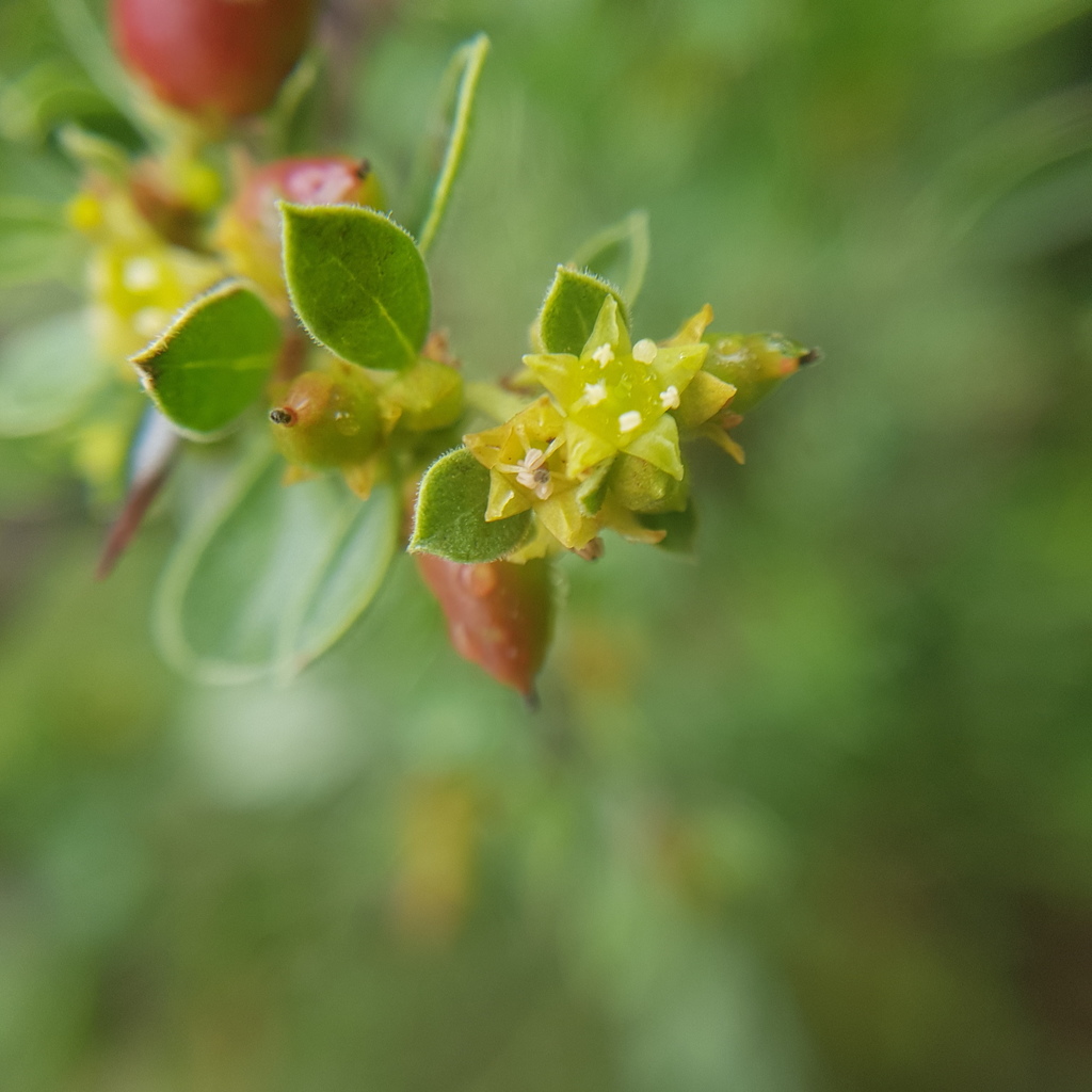 Condalia mexicana from San José Iturbide, Gto., México on June 26, 2020 ...
