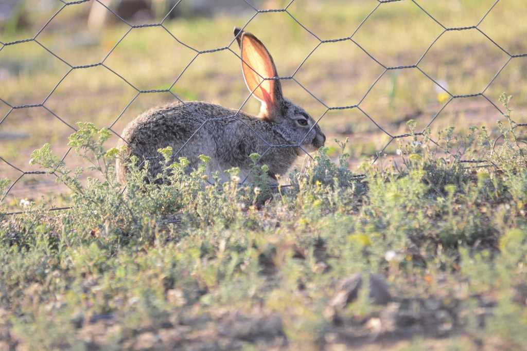 Hares and Rabbits from Papkuilsfontein, Nieuwoudtville, Namaqua ...