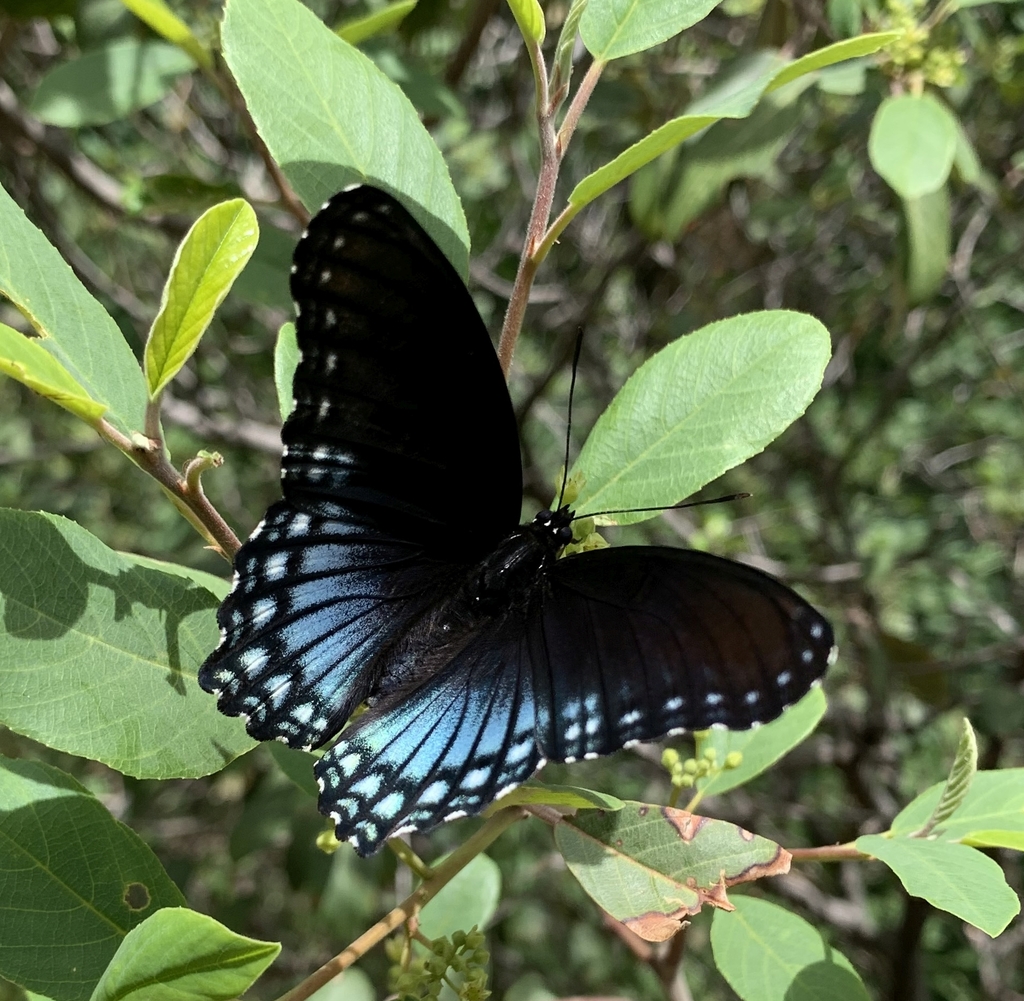 Arizona Red-spotted Purple from Yavapai County, AZ, USA on May 31, 2020 ...