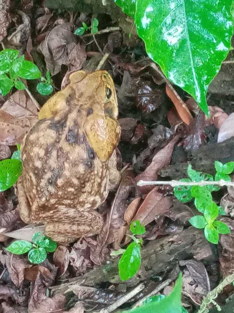 Giant Toad from Alajuela Province, Atenas, Costa Rica on July 6, 2020 ...