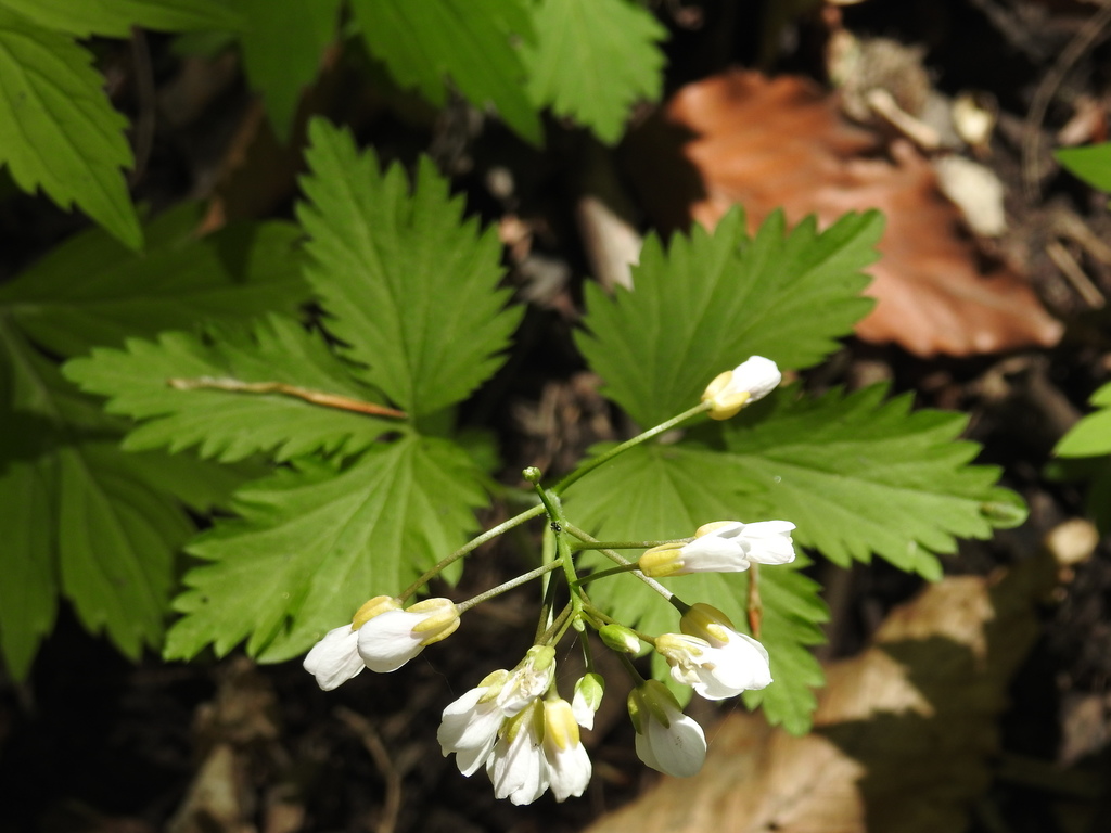 large toothwort from Cornwall, ON, Canada on May 16, 2018 at 12:08 PM ...