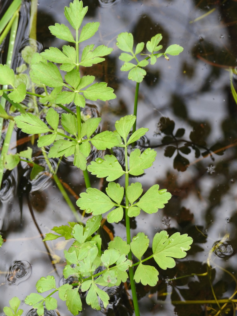 Java water-dropwort from Brighton, ON, Canada on May 20, 2018 at 09:43 ...