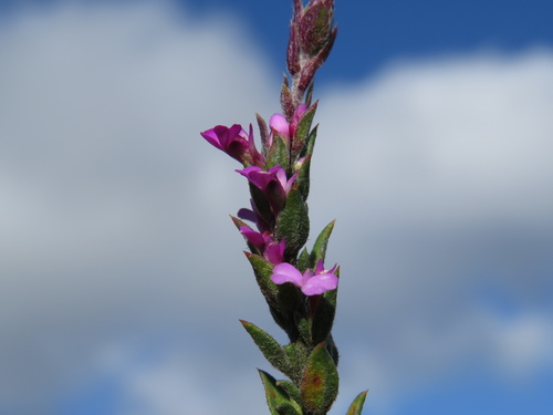 Hybrid Muraltia heisteria × thymifolia · iNaturalist