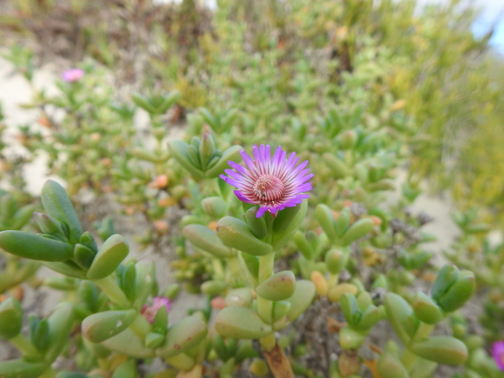 Dune Starfig from Leentjiesklip, Langebaan, 7357, South Africa on July ...