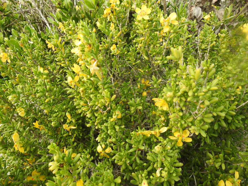 Thin Twinleaf from Leentjiesklip, Langebaan, 7357, South Africa on July ...
