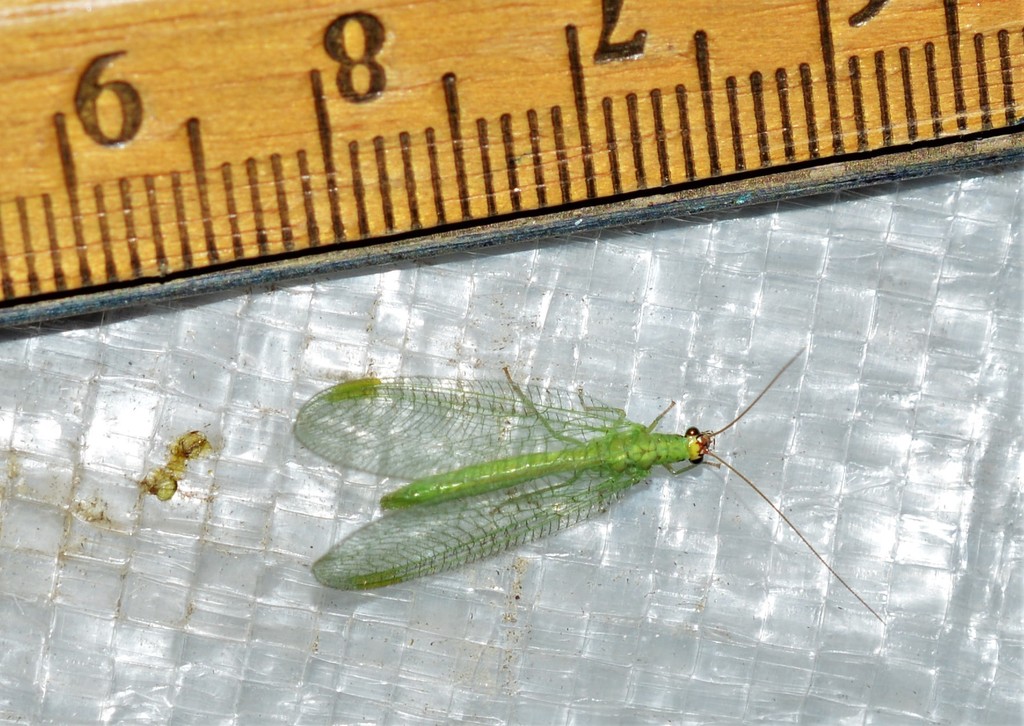 Chrysopa oculata from Val-d'Or, QC, Canada on July 6, 2020 at 05:14 AM ...