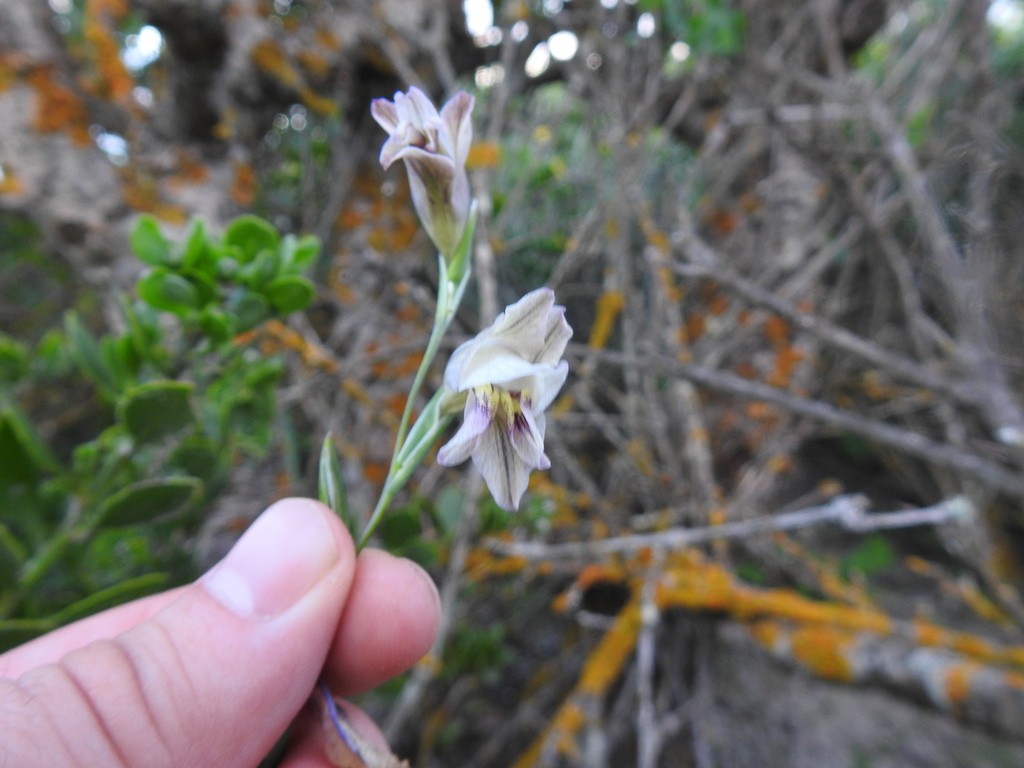 Grey Afrikaner from Leentjiesklip, Langebaan, 7357, South Africa on ...