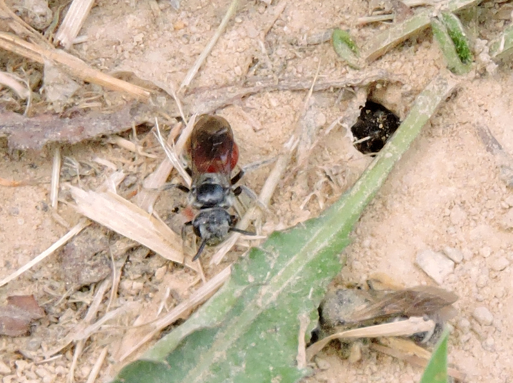 Blood Bees in July 2020 by Linda Gilbert. So I think this is one of ...