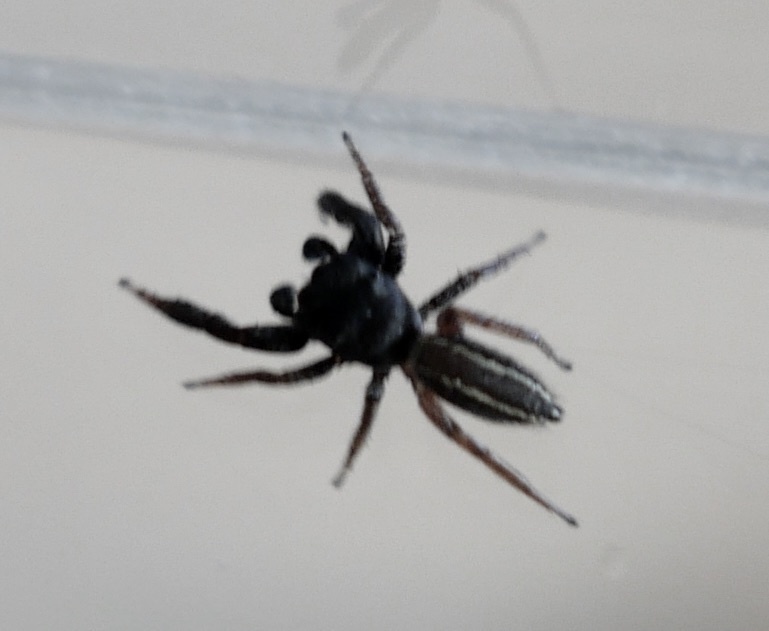 Ribbon Jumping Spider from Laceleaf Ct, La Quinta, CA, US on June 30 ...
