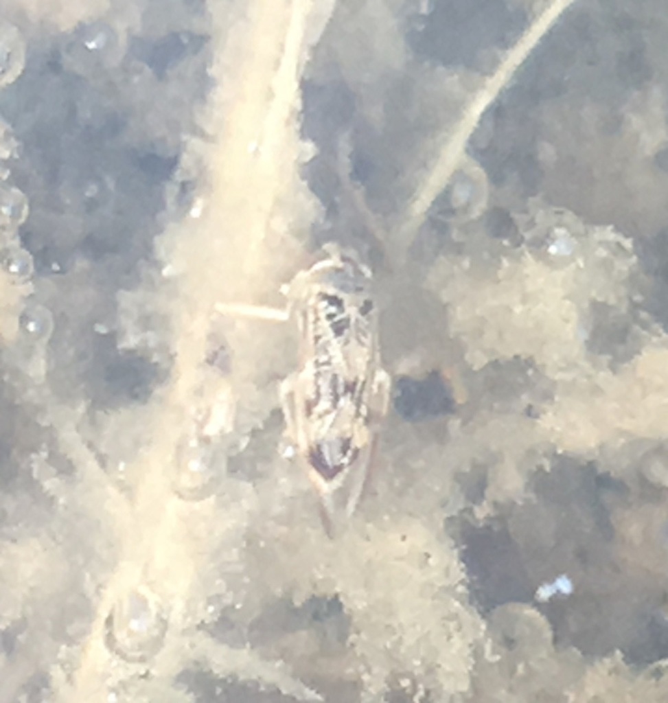 Cymatia from Johnsons Crossing, YT, Canada on July 12, 2019 at 01:08 PM ...