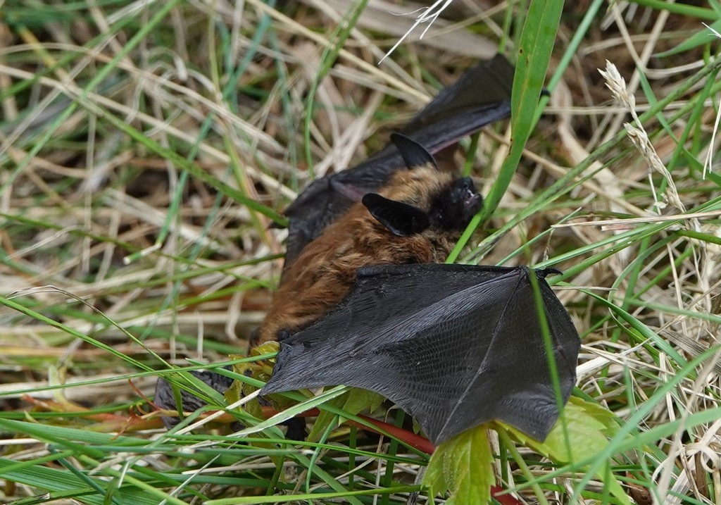 Eastern Small-footed Myotis in July 2020 by Bert Harris · iNaturalist