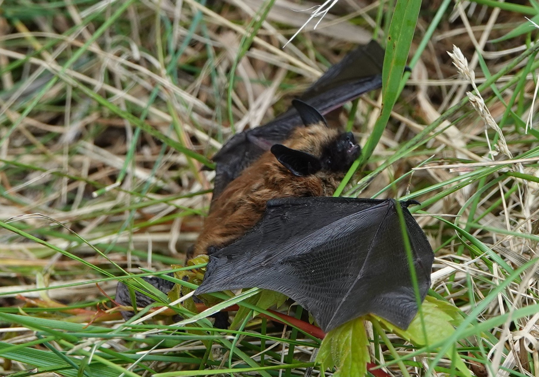 Myotis leibii (Audubon & Bachman, 1842)