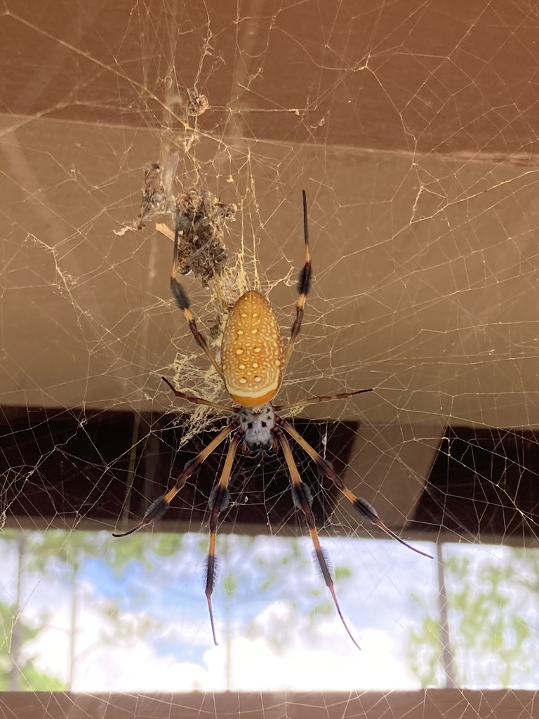 Golden Silk Spider from Panama City Beach, FL, US on July 06, 2020 at ...
