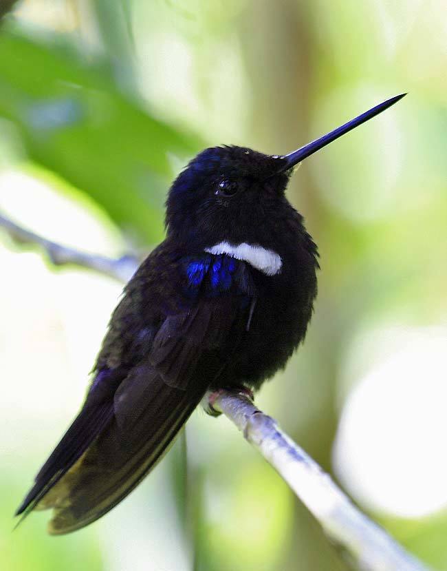 Black Inca Hummingbird