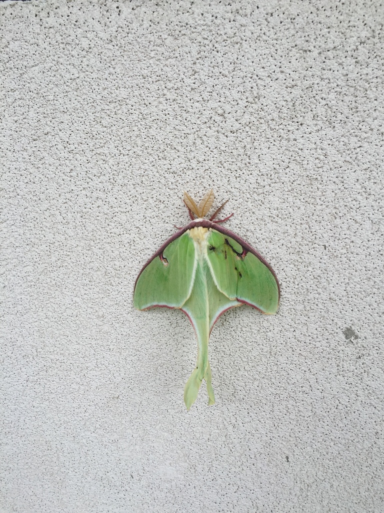 Mexican Moon Moth from Golden Gate National Recreation Area, San ...