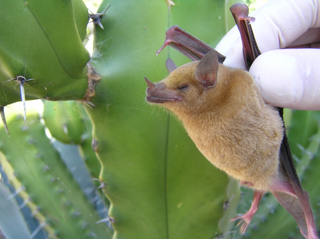 Lesser Long-nosed Bat in November 2004 by David Valenzuela · iNaturalist