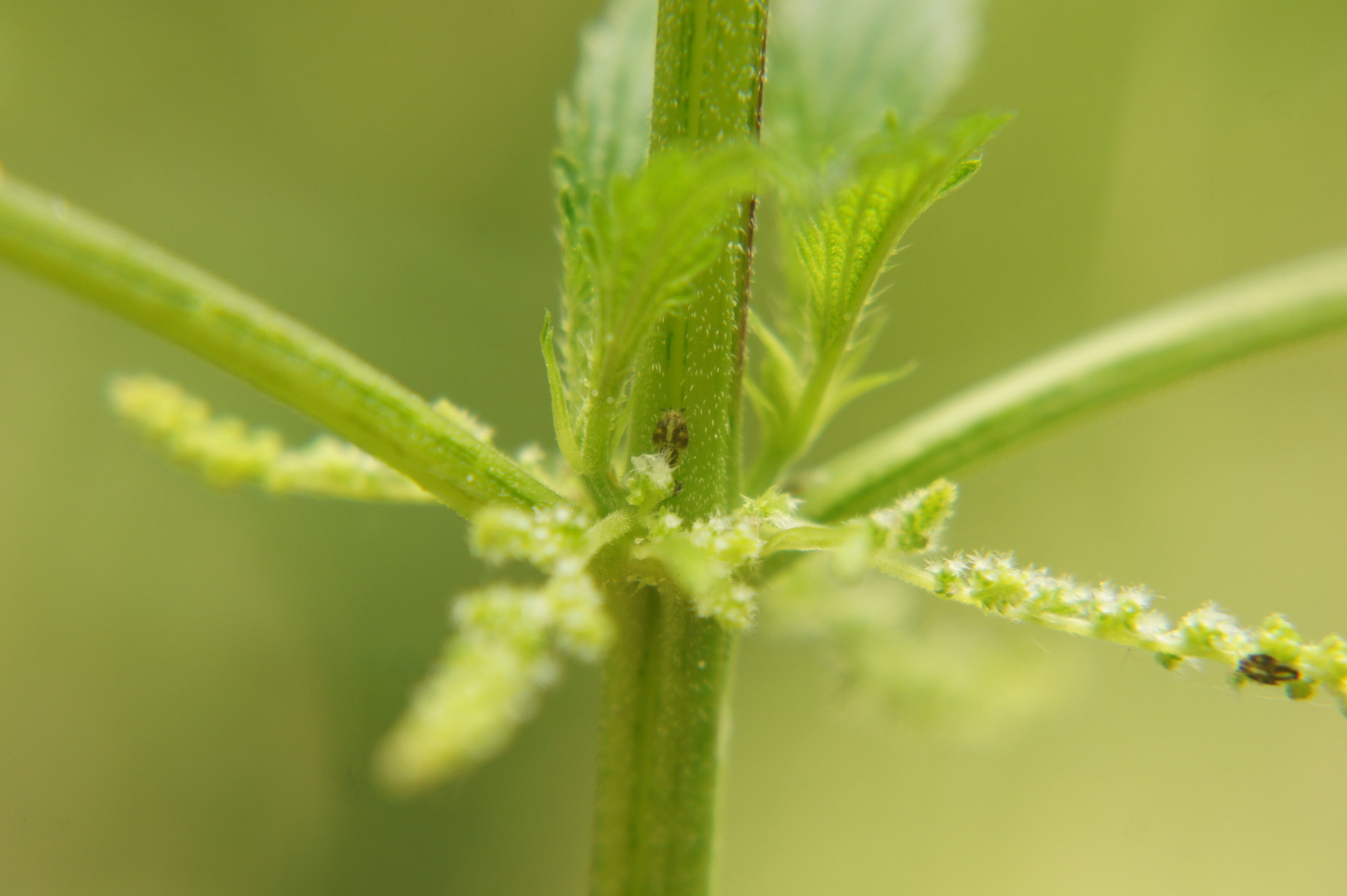 Trioza urticae (Linnaeus, 1758)