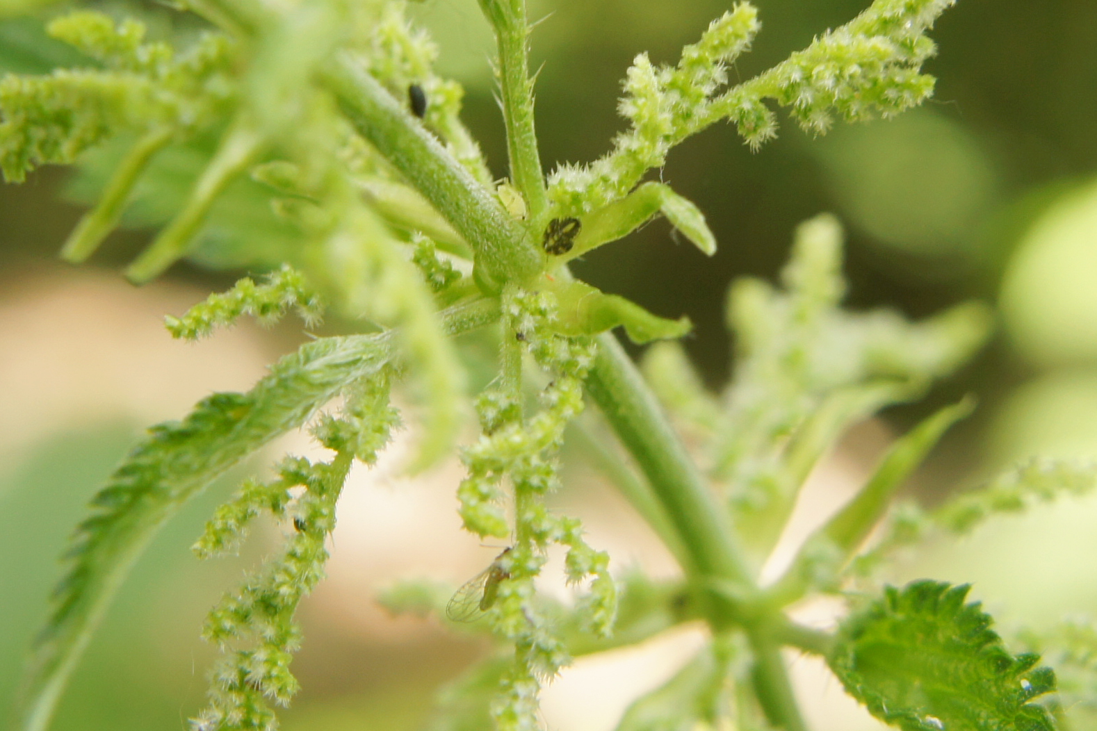 Trioza urticae (Linnaeus, 1758)