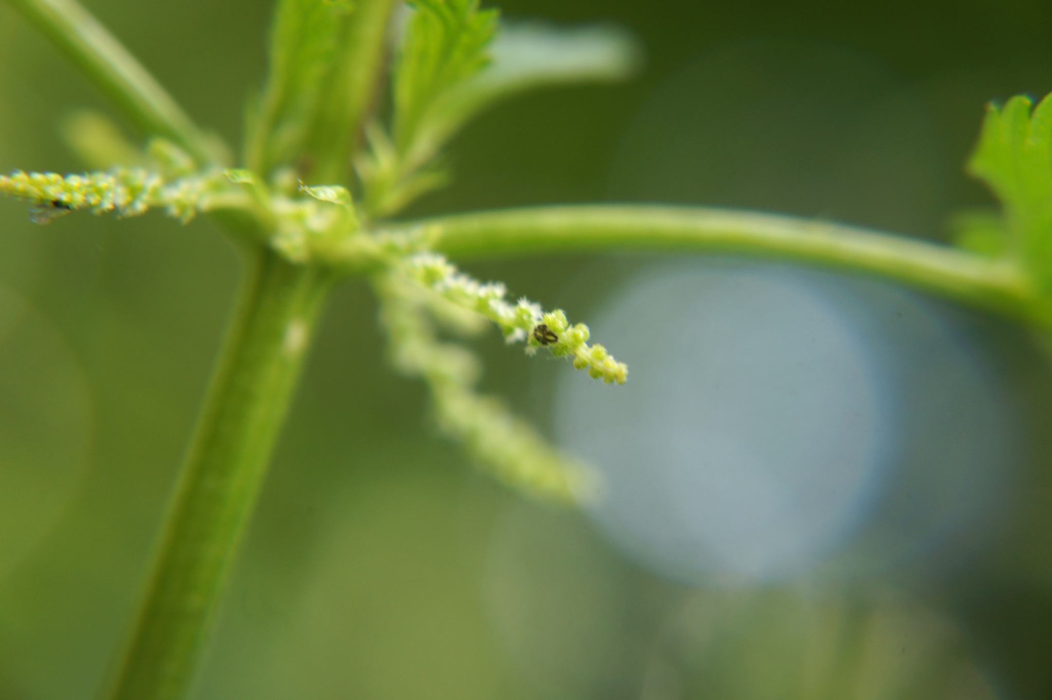 Trioza urticae (Linnaeus, 1758)